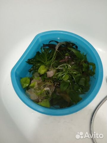 Набор аквариумных растений