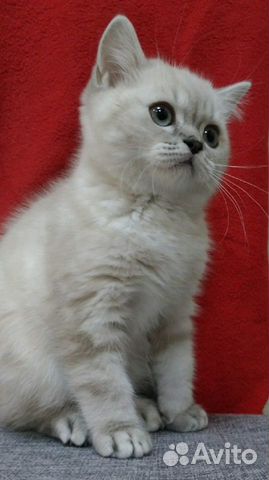 Нежное облачко)