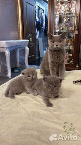 Британские котята