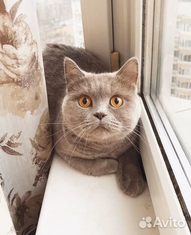 Красивая породистая девочка