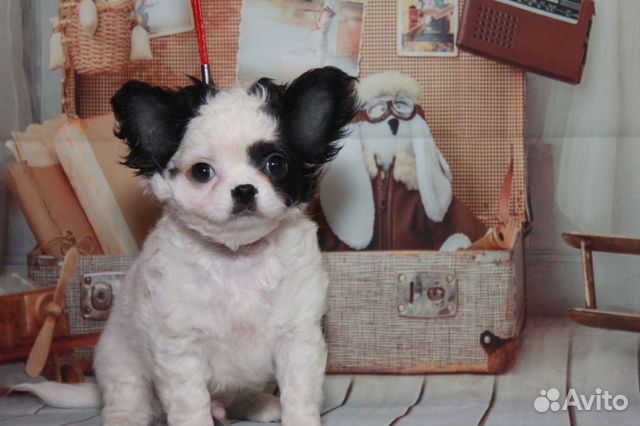 Мальчик чихуахуа Зайка