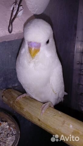 Белый попугайчик, птенчик