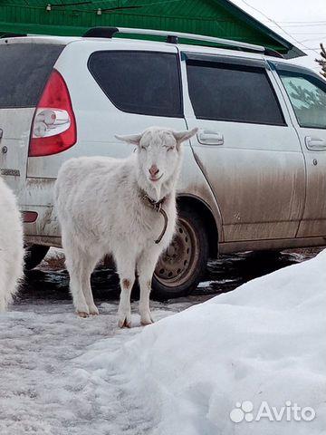 Зааненские козы