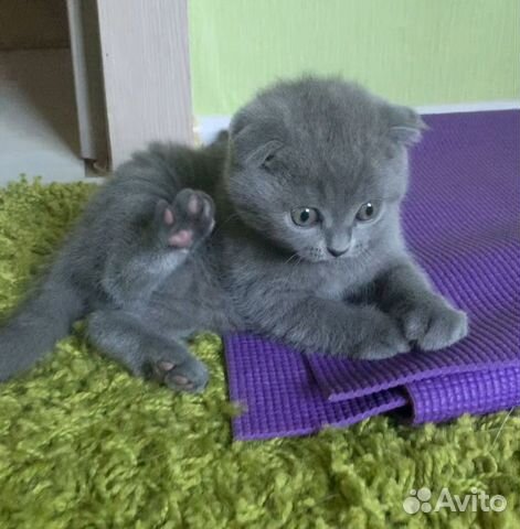 Шотландские котята