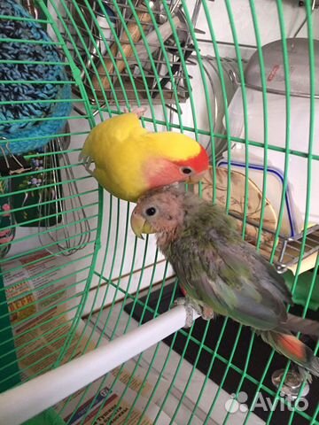 Отдам попугаи неразлучники