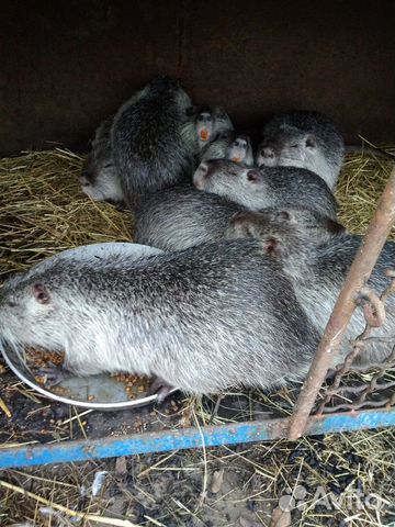 Самцы нутрии серебро