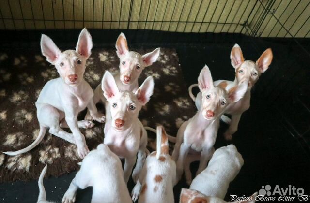 Испанская борзая