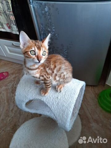 Бенгальская