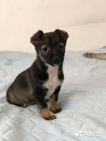 Две малышки ищут дом