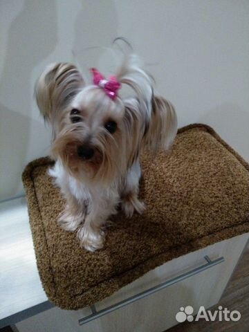 Иоркширский терьер