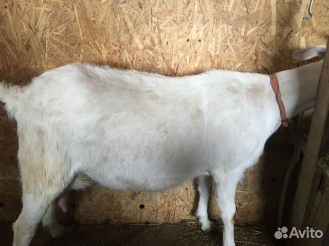 Коза дойная