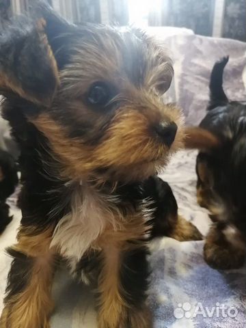 Йоркширский терьер