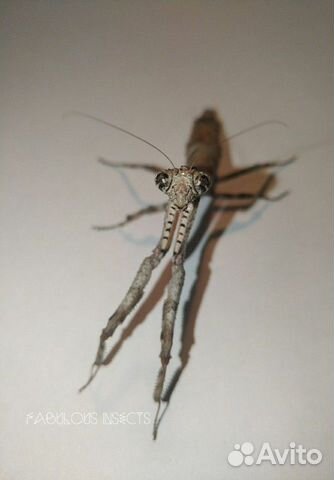 Африканский веточный богомол Popa spurca