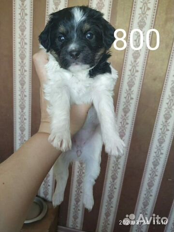 Продам щенят