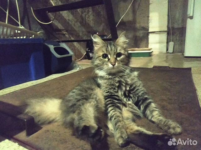 Отдадим кошку Асю в хорошие руки