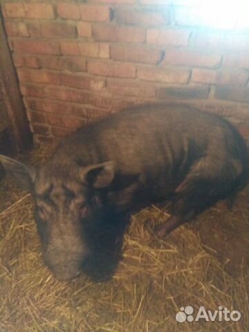 Вьетнамский вислобрюхий свин