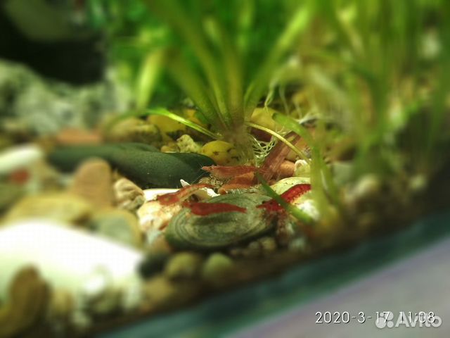 Креветки Вишни