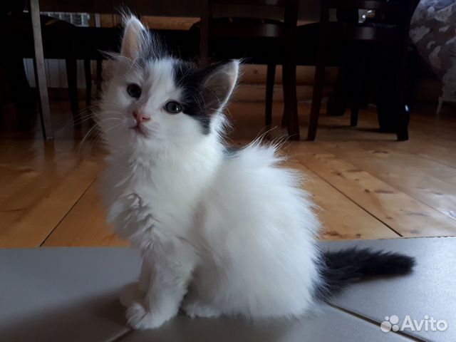 Котёнок повышенной пушистости