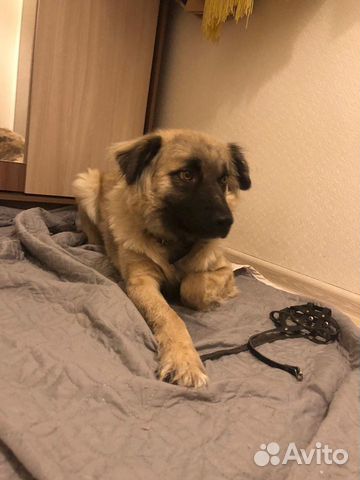 Собаня в добрые руки