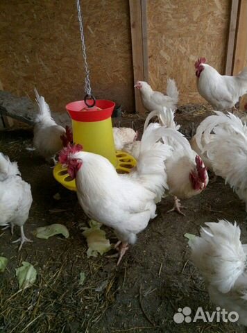 Инкубационное яйцо