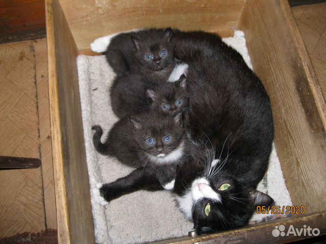 Котята обычные