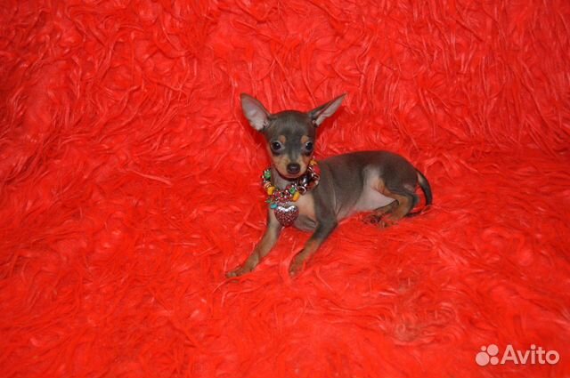 Мини девочка олененок