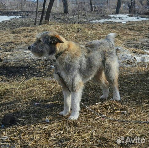 Волосатенькая Джесси