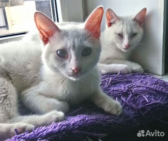 Очень ласковые ручные котята 4-5 мес ищут свой дом