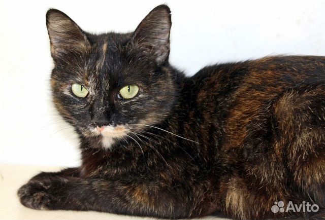 Знакомьтесь, это Констанция