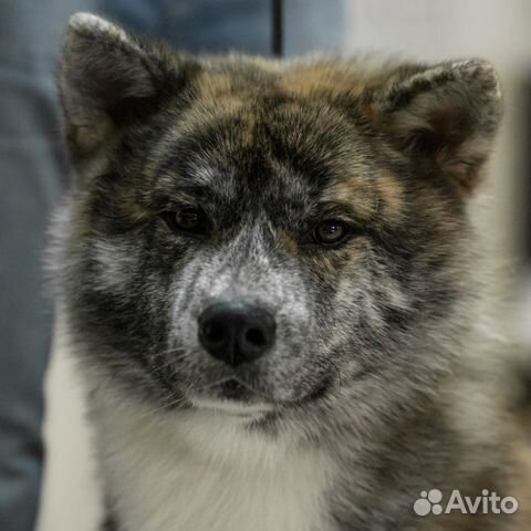 Кобель для вязки