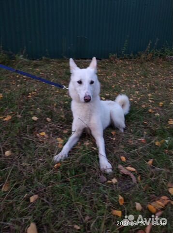 Ищет дом великолепная Бьянка