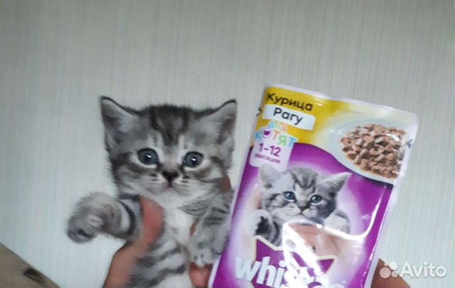 Котенок от любви британки и британца, пополам перс