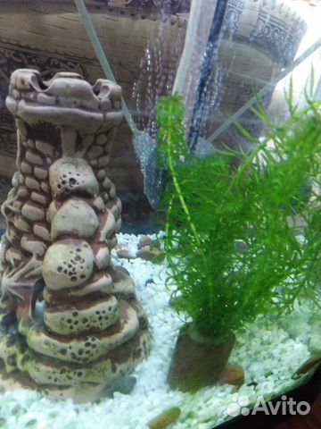 Аквариумные рыбки Данио