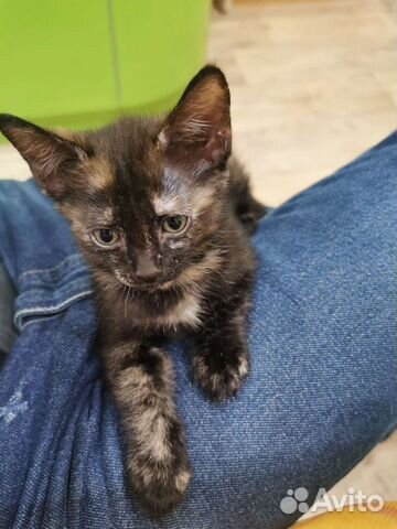 Кошечка метис канадского сфинкса