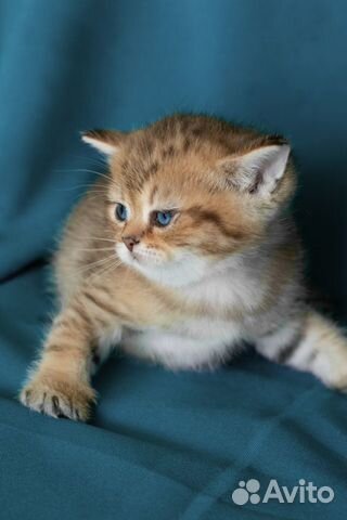 Котятки