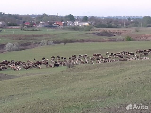 Баранчики для откорма