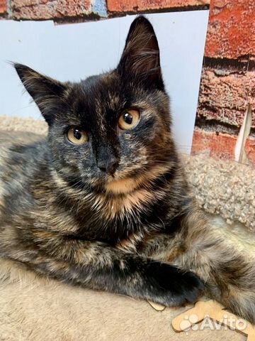 Котёнок Шелли 6 мес ищет дом