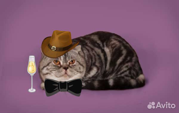 Шотландские вислоухие котики на вязку