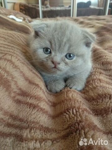 Шотландские вислоухие красавицы