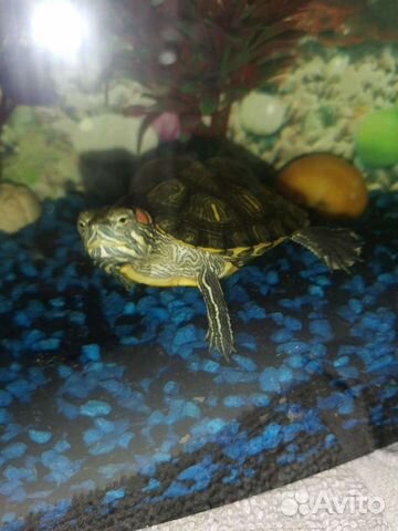 Черепаха