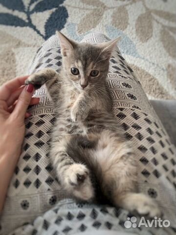 Ищет дом котёнок Мара, 2,5 мес