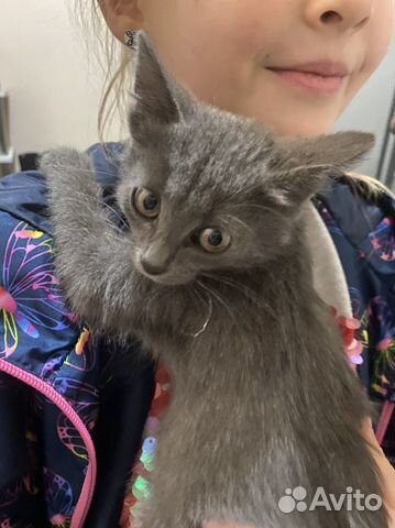 Очень красивы серый котенок в добрые руки