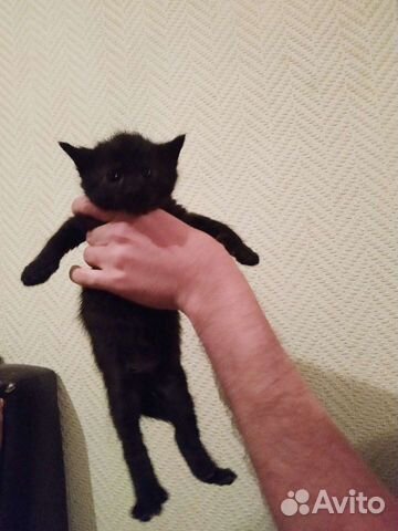 Котята
