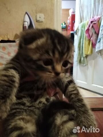 Британские котятата