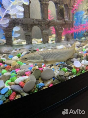 Рыба аквариумная Полиптерус