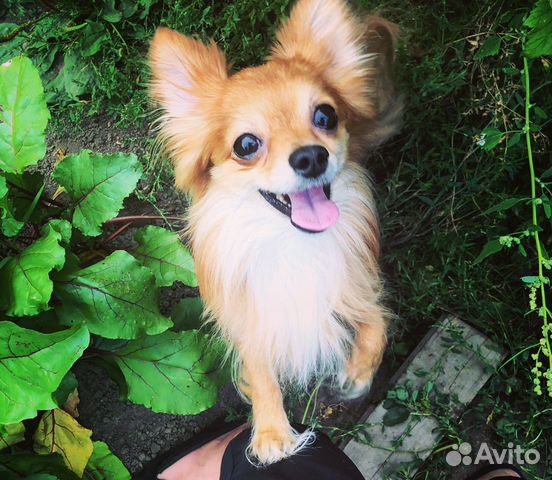 Чихуахуа ищет невесту