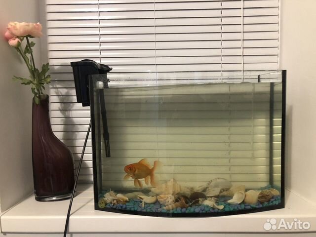 Аквариум 25 литров, золотая рыбка, 2 сома