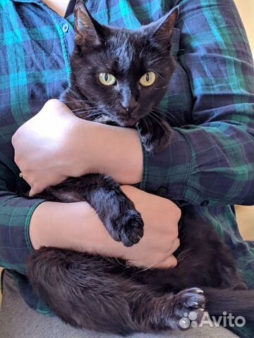 Кошка молодая бесплатно