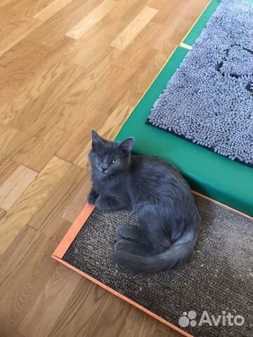 Мимими- котенок в дар