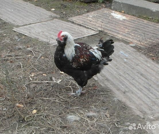 Петушки фавероль